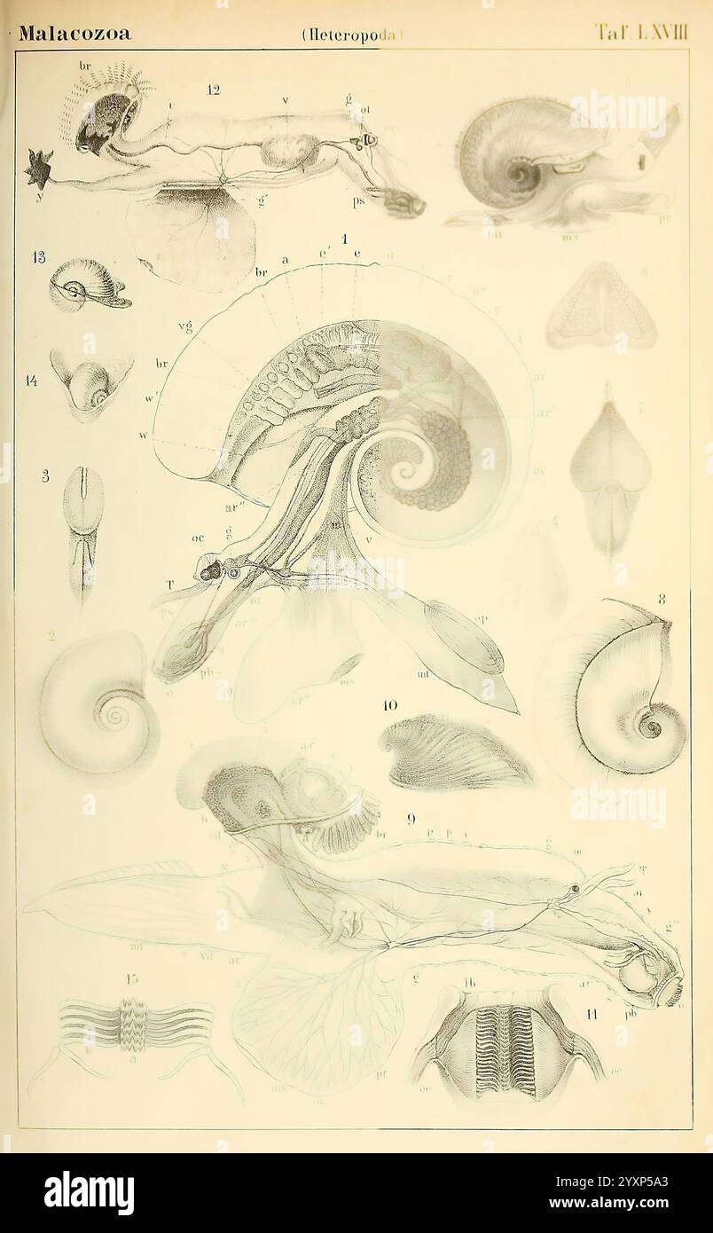 Dr. H.G. Bronn's Klassen und Ordnungen der Weichthiere (Malacozoa ...