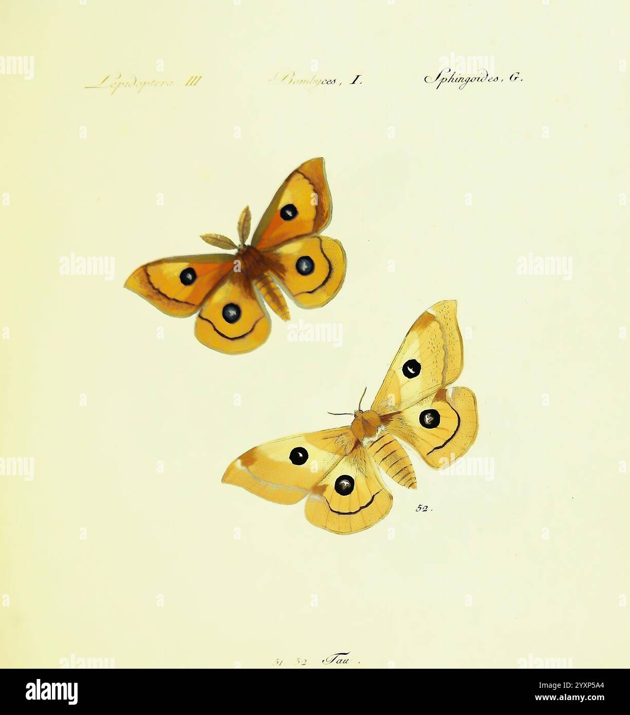 Artwork features two beautifully illustrated butterflies hi-res stock ...