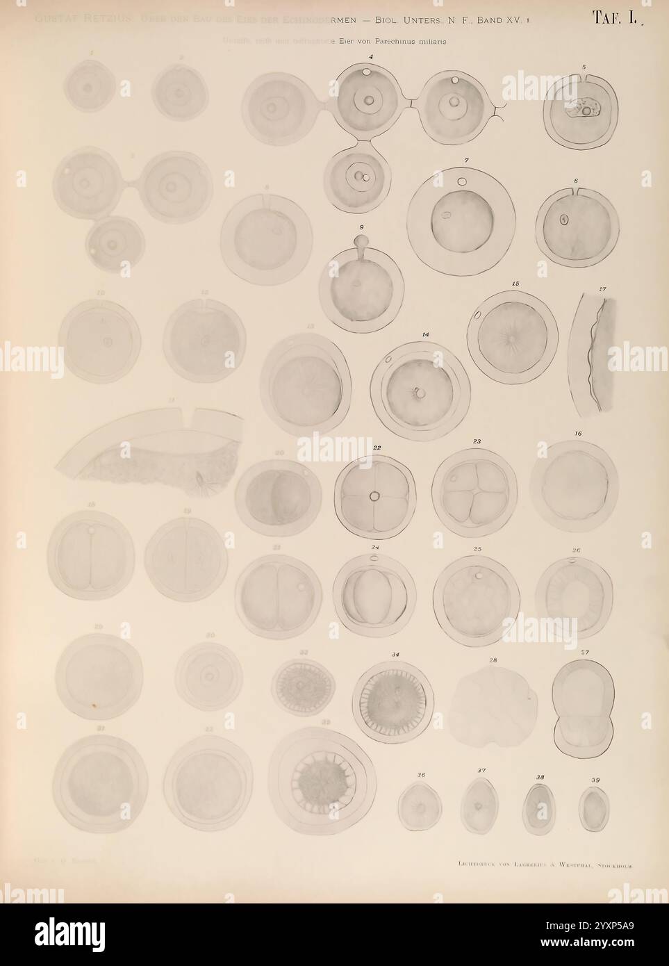 Understanding developmental biology hi-res stock photography and images ...