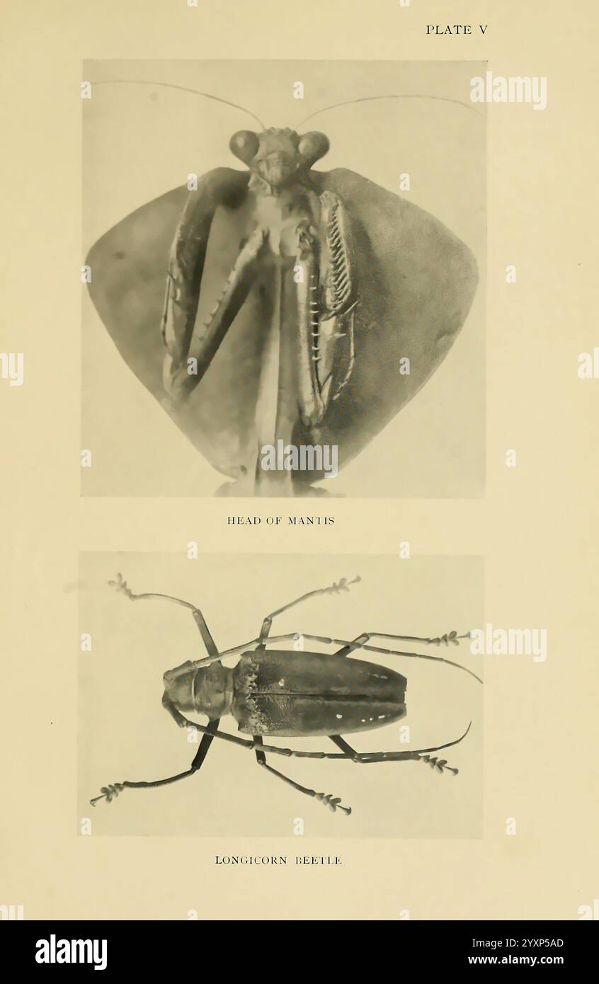 Illustration features two distinct insect species hi-res stock ...