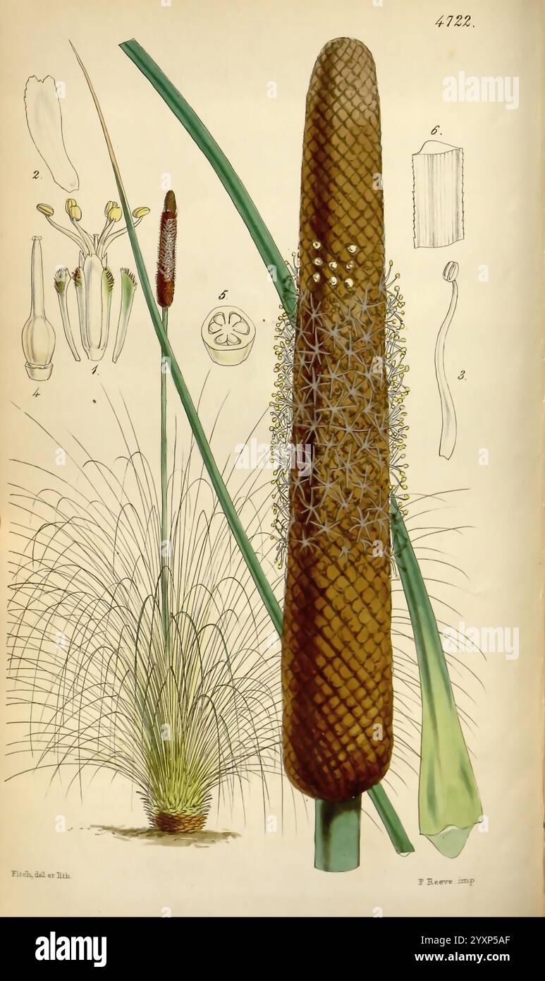 Curtis's Botanical Magazine, London, New York, botanical illustration ...
