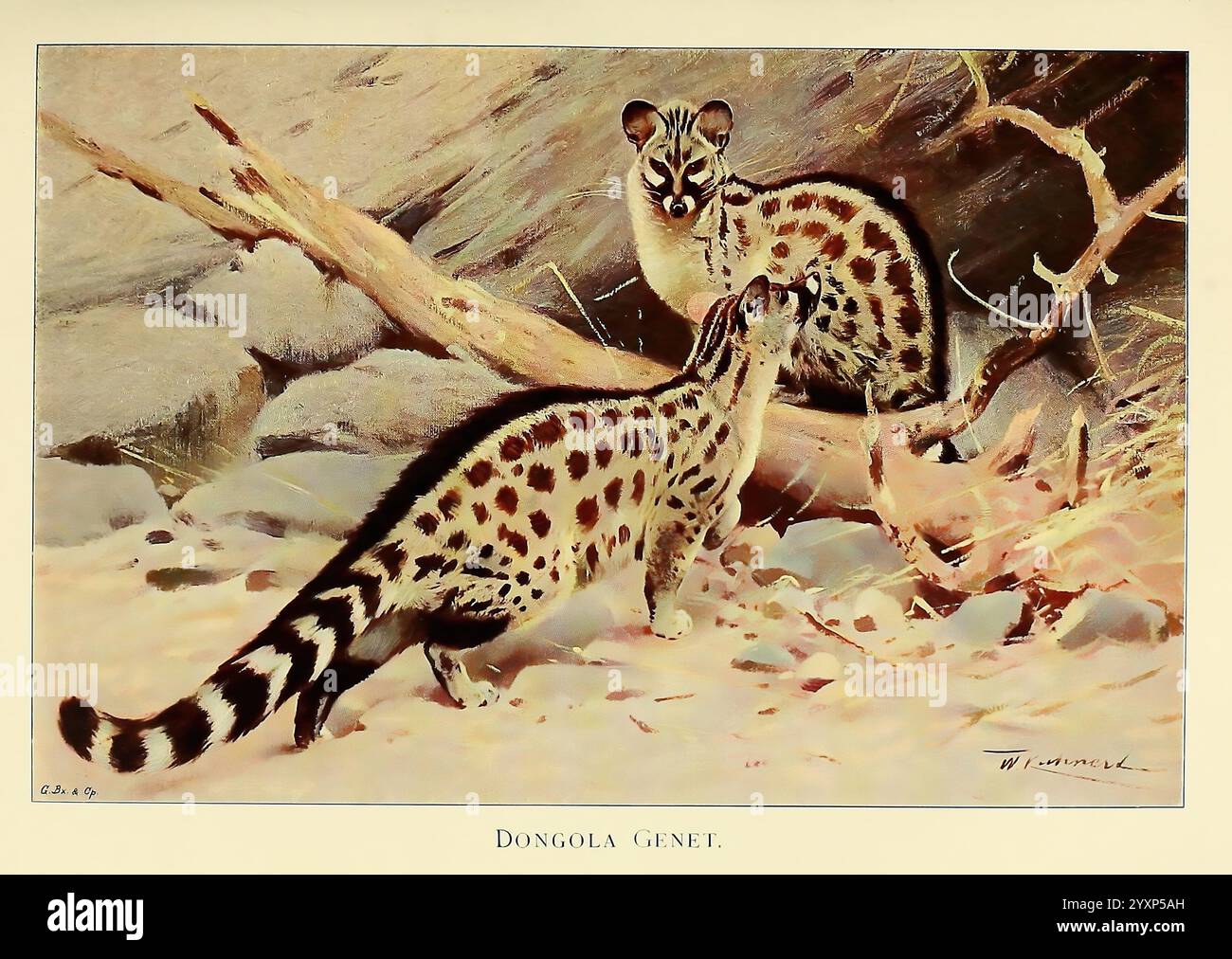 Wild life of the world, London, F. Warne and co, 1916, Zoology, Genet ...