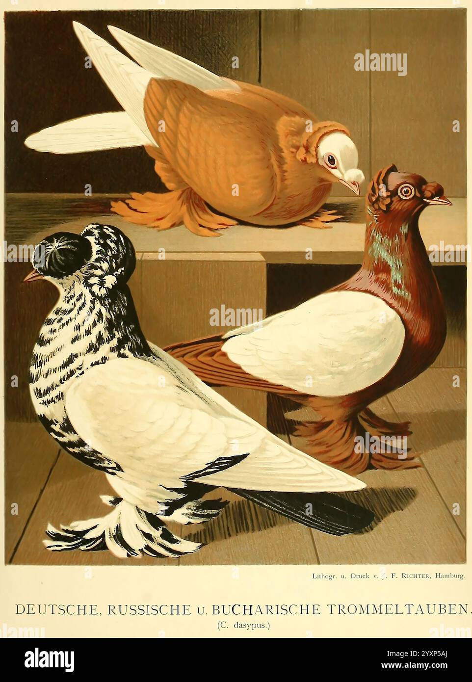 Illustration showcases three distinct breeds hi-res stock photography ...