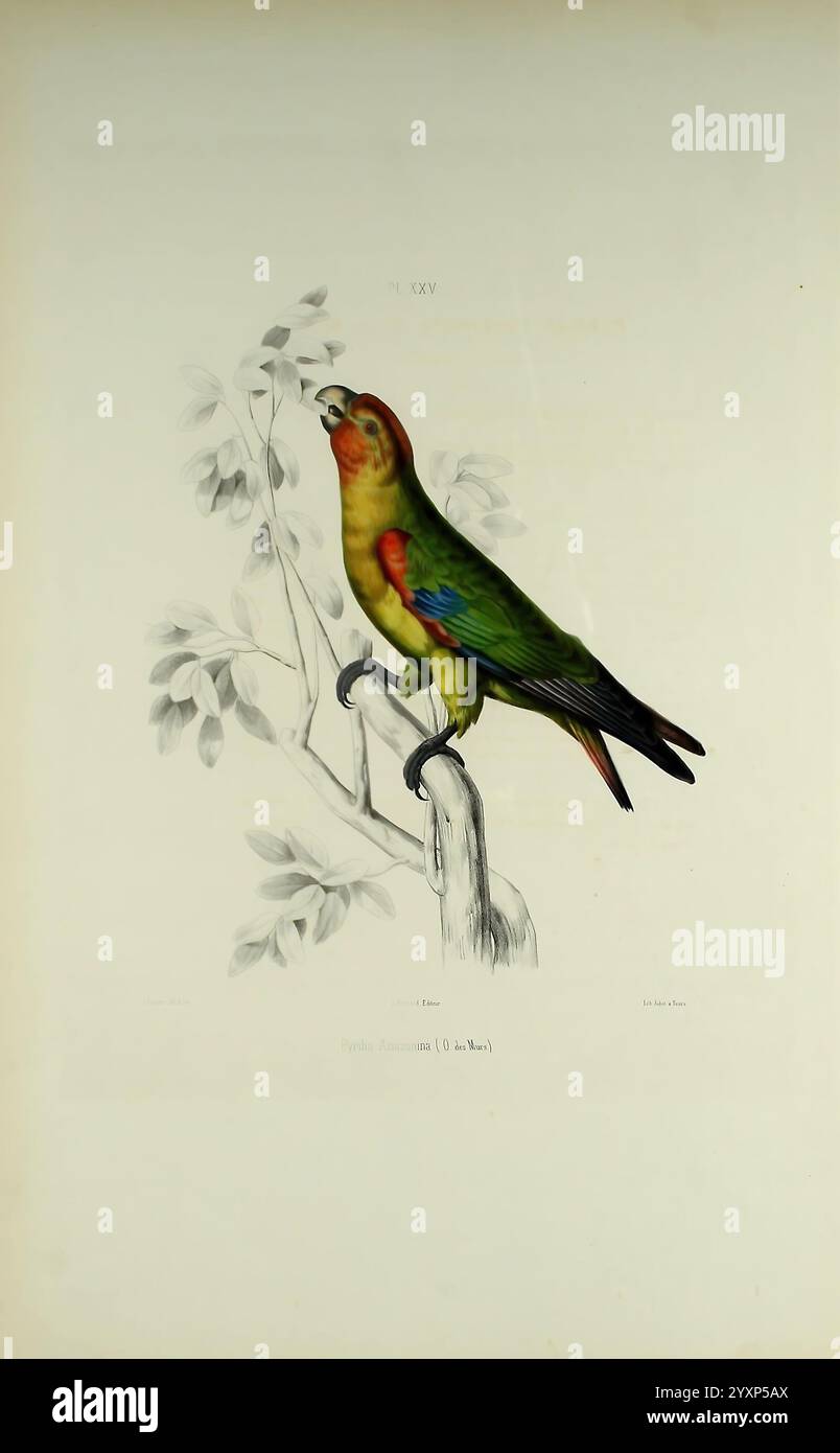 Parrots attentive gaze hi-res stock photography and images - Alamy