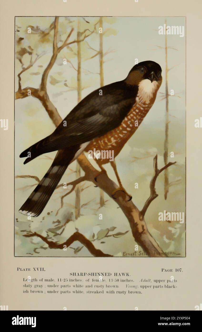 Bird-life, A Guide to the Study of Our Common Birds New York, Appleton ...