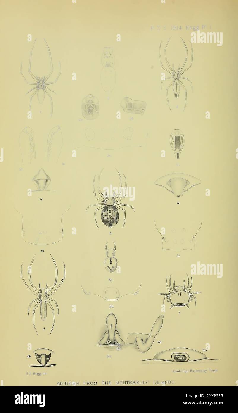 Proceedings of the Zoological Society of London, London, Academic Press ...