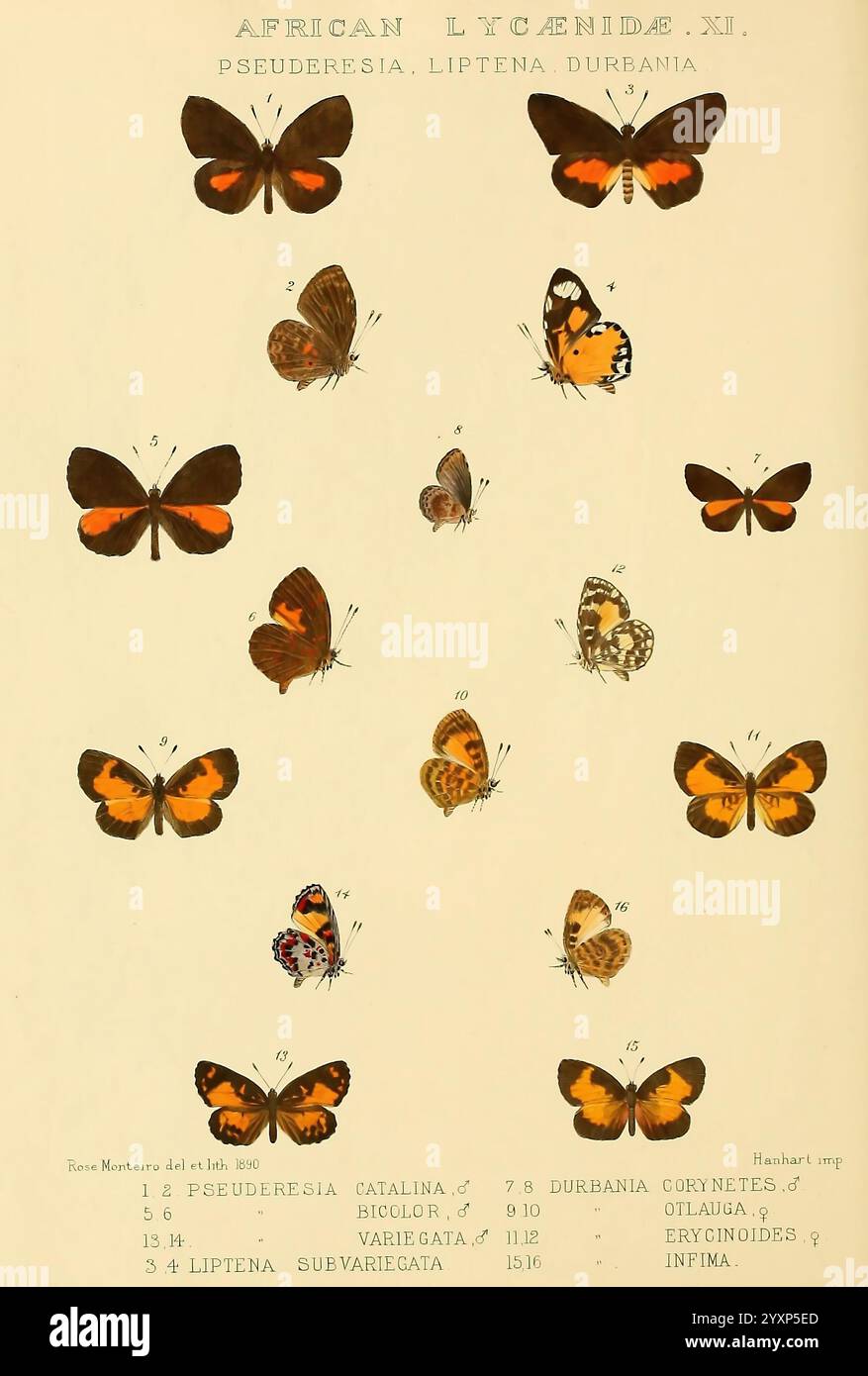 Butterfly displays unique markings hi-res stock photography and images ...