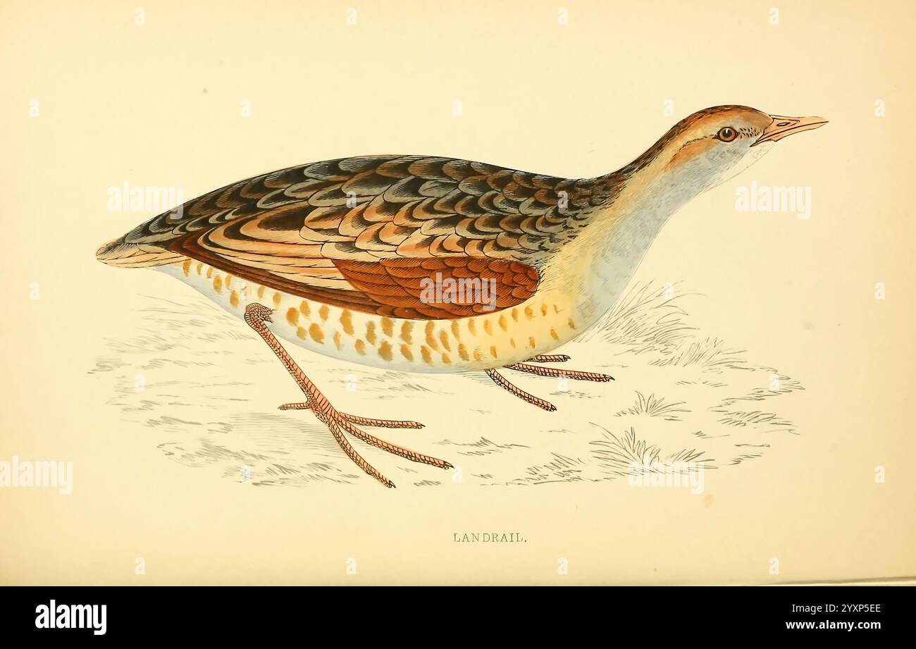 Landrails head hi-res stock photography and images - Alamy