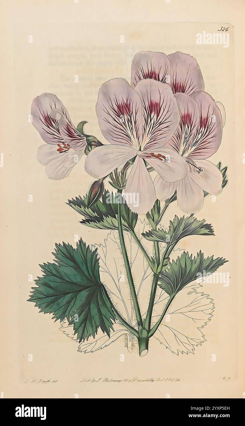 Geraniaceae, London, Printed for James Ridgway, Piccadilly, 1820-1830 ...
