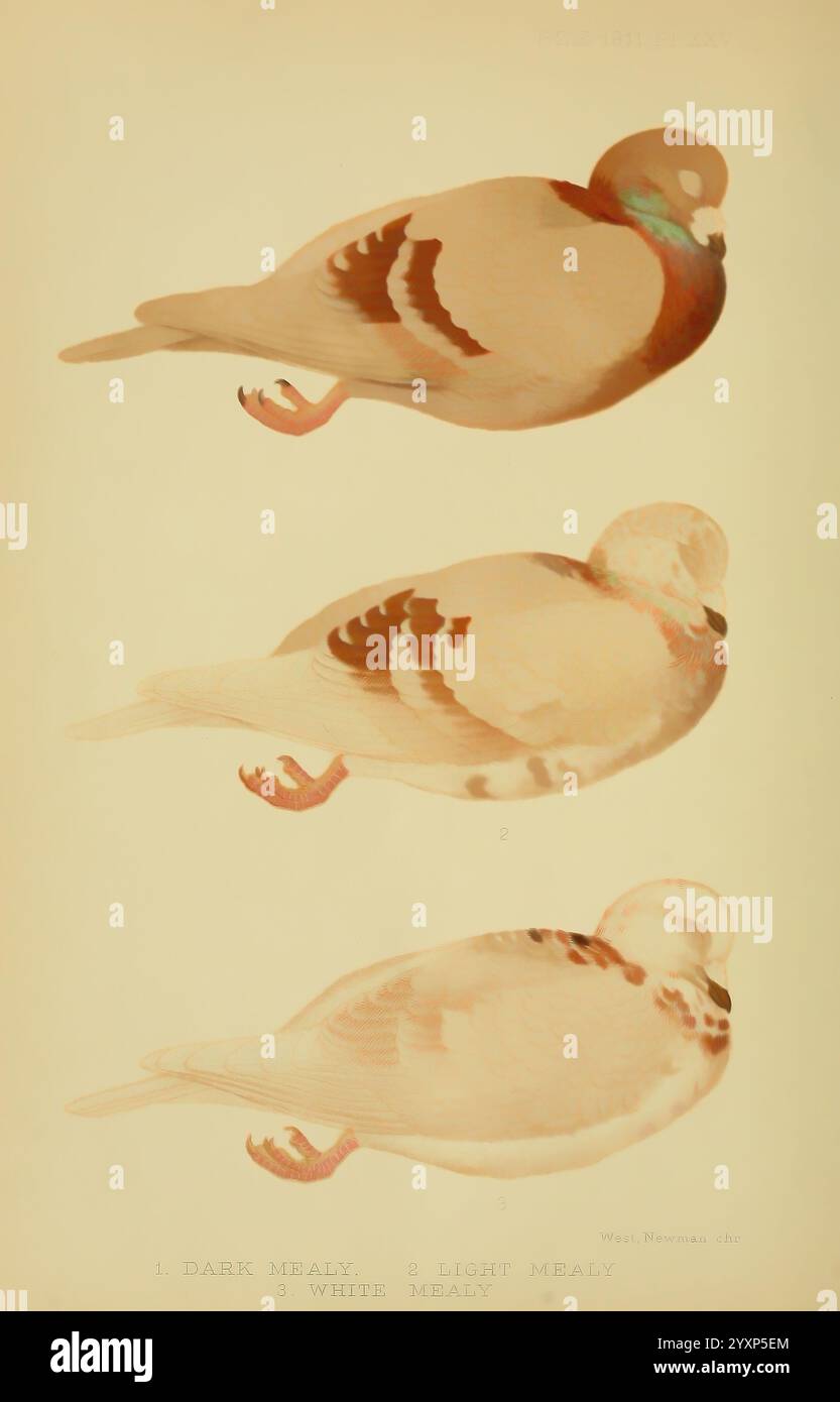 Specific varieties represented hi-res stock photography and images - Alamy