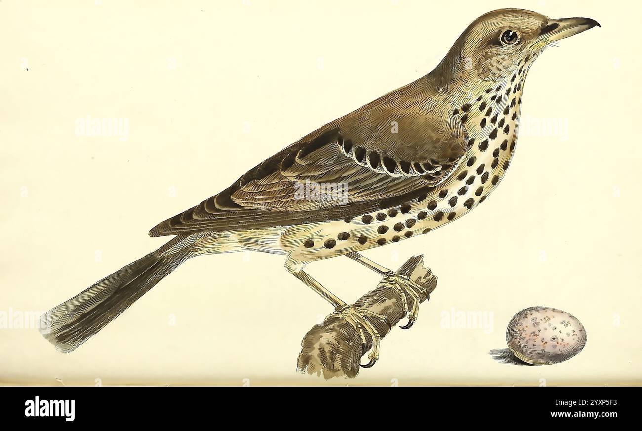 Song birds of Great Britain, etc. London, 1835-[1836]., A detailed ...