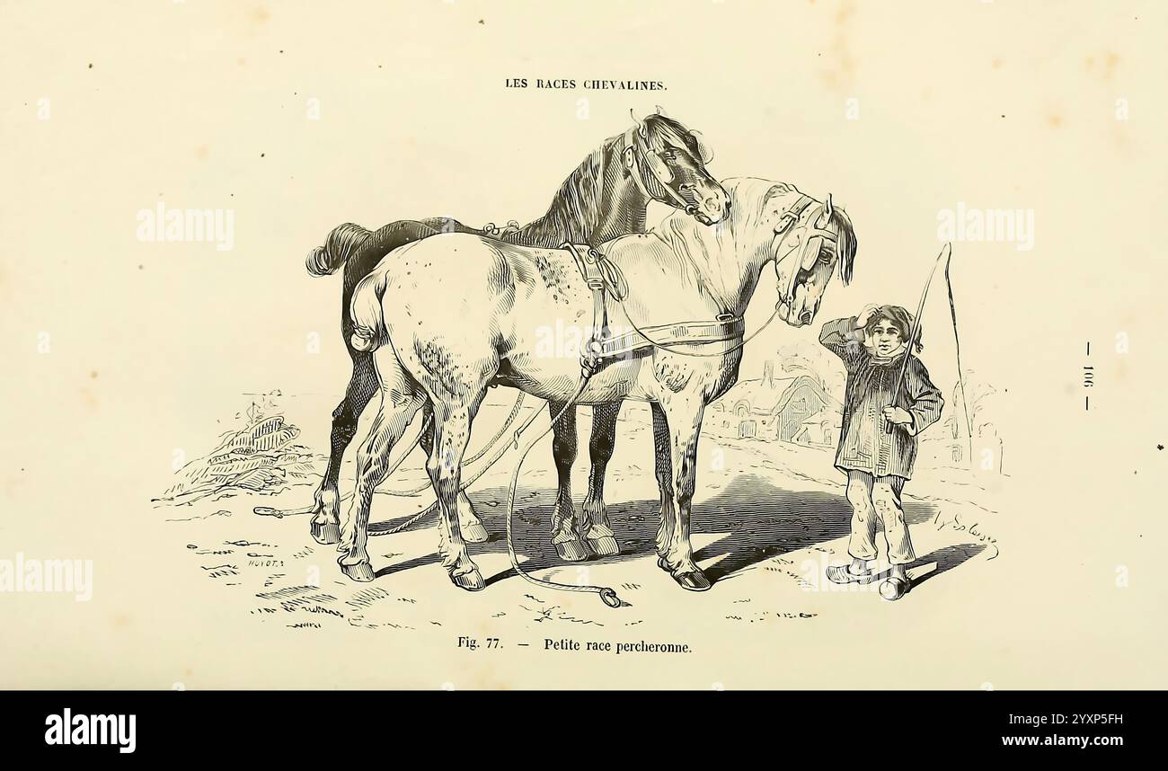 Showcasing different breeds hi-res stock photography and images - Alamy