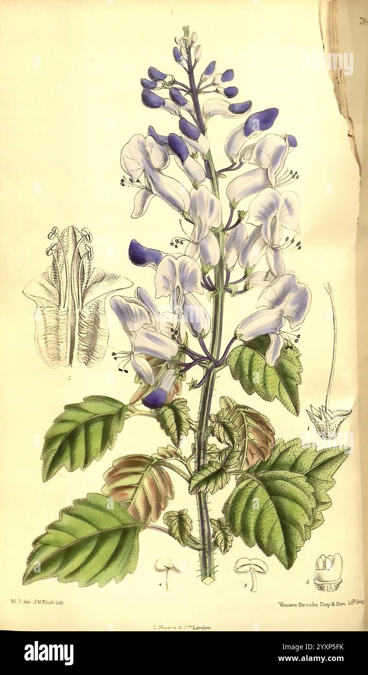 Curtis's Botanical Magazine London New York Botany Periodicals ...