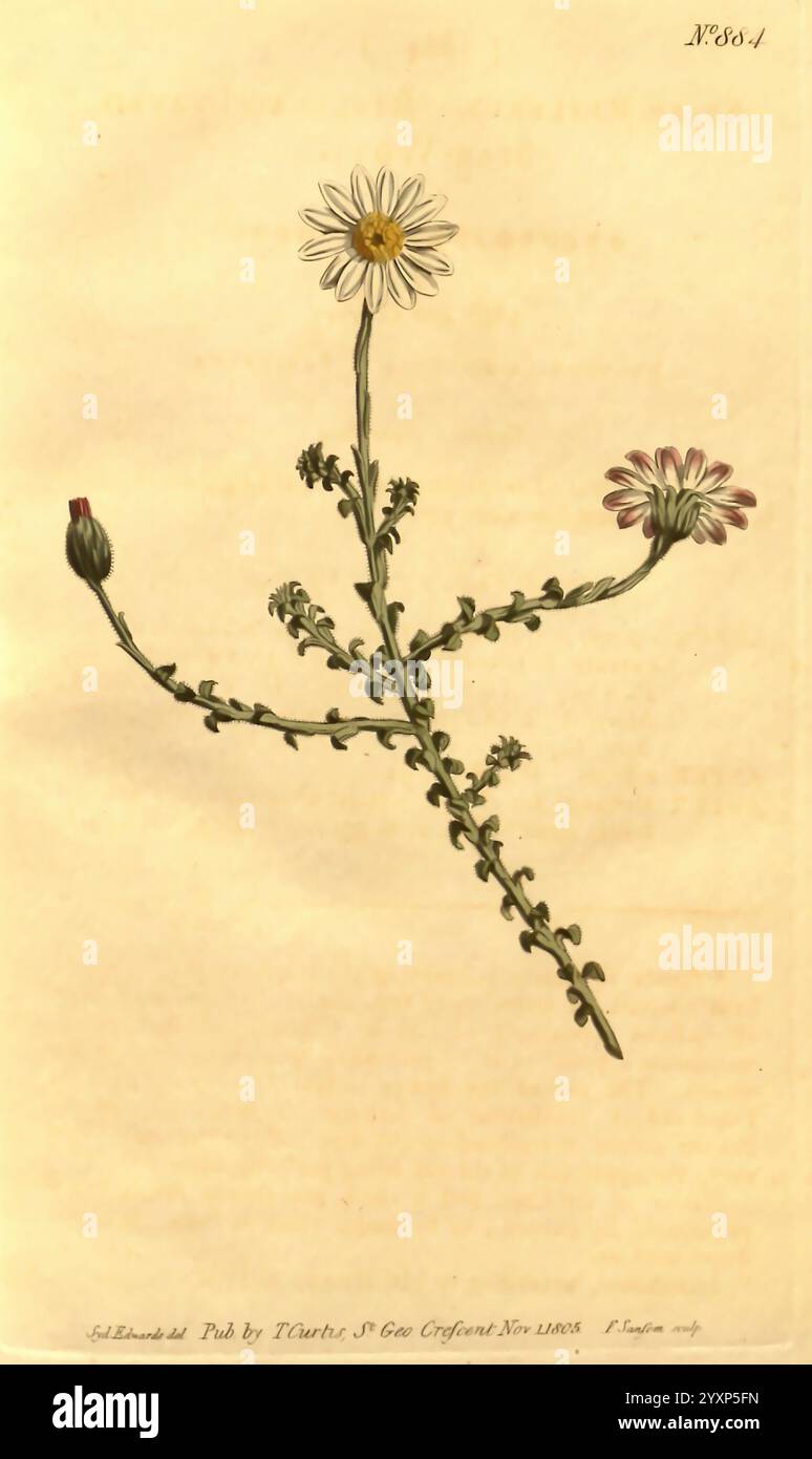 Curtis's Botanical Magazine London New York Botany Periodicals ...