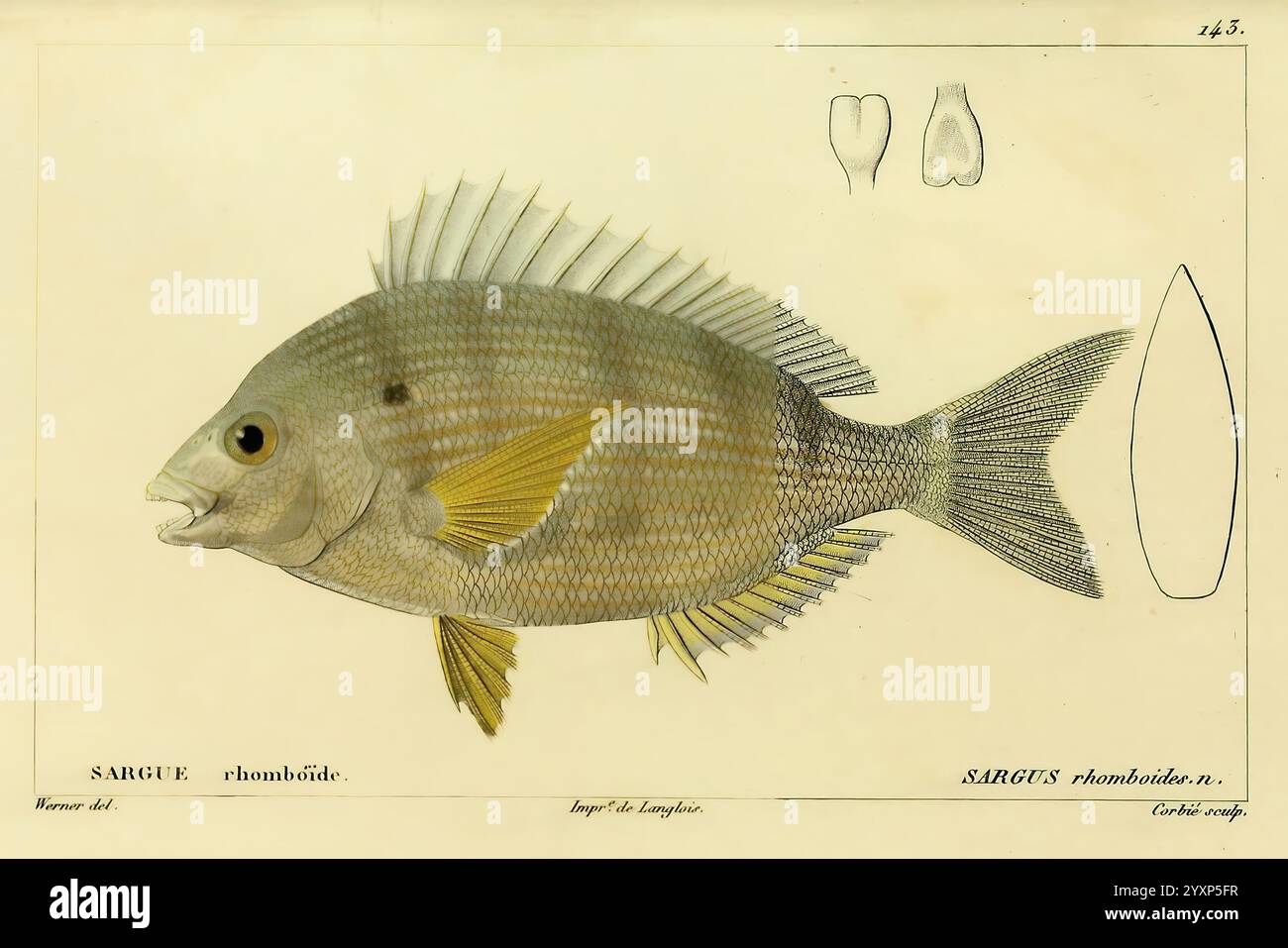 Shading illustrate hi-res stock photography and images - Alamy