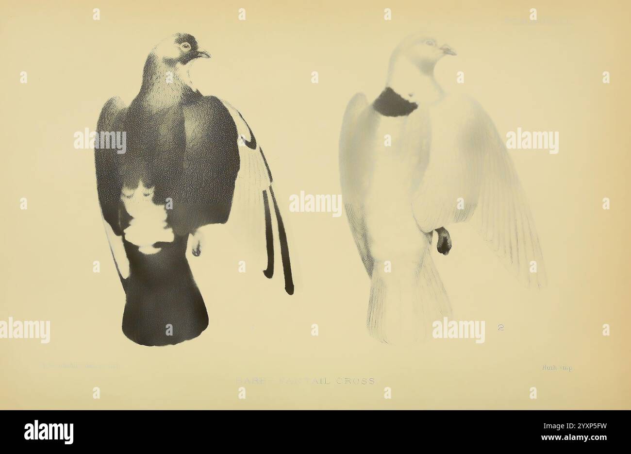 Streamlined body exhibits hi-res stock photography and images - Alamy