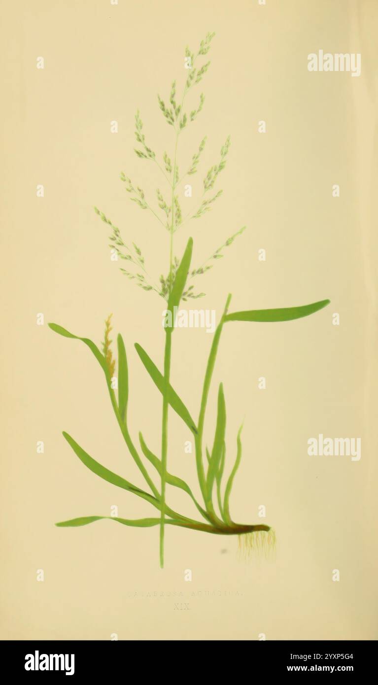 Vivid representation of natures diversity hi-res stock photography and ...