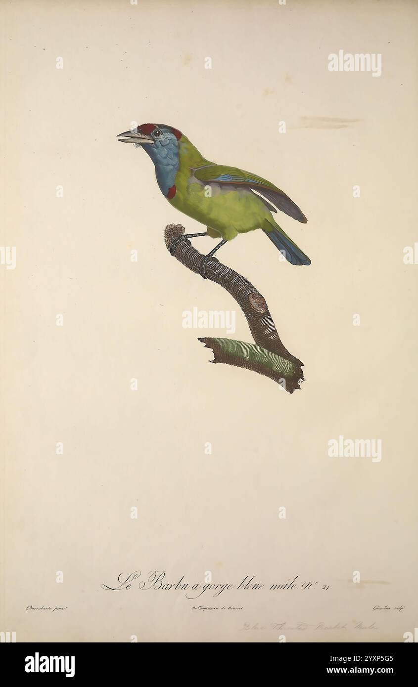 Beautifully illustrated species hi-res stock photography and images - Alamy