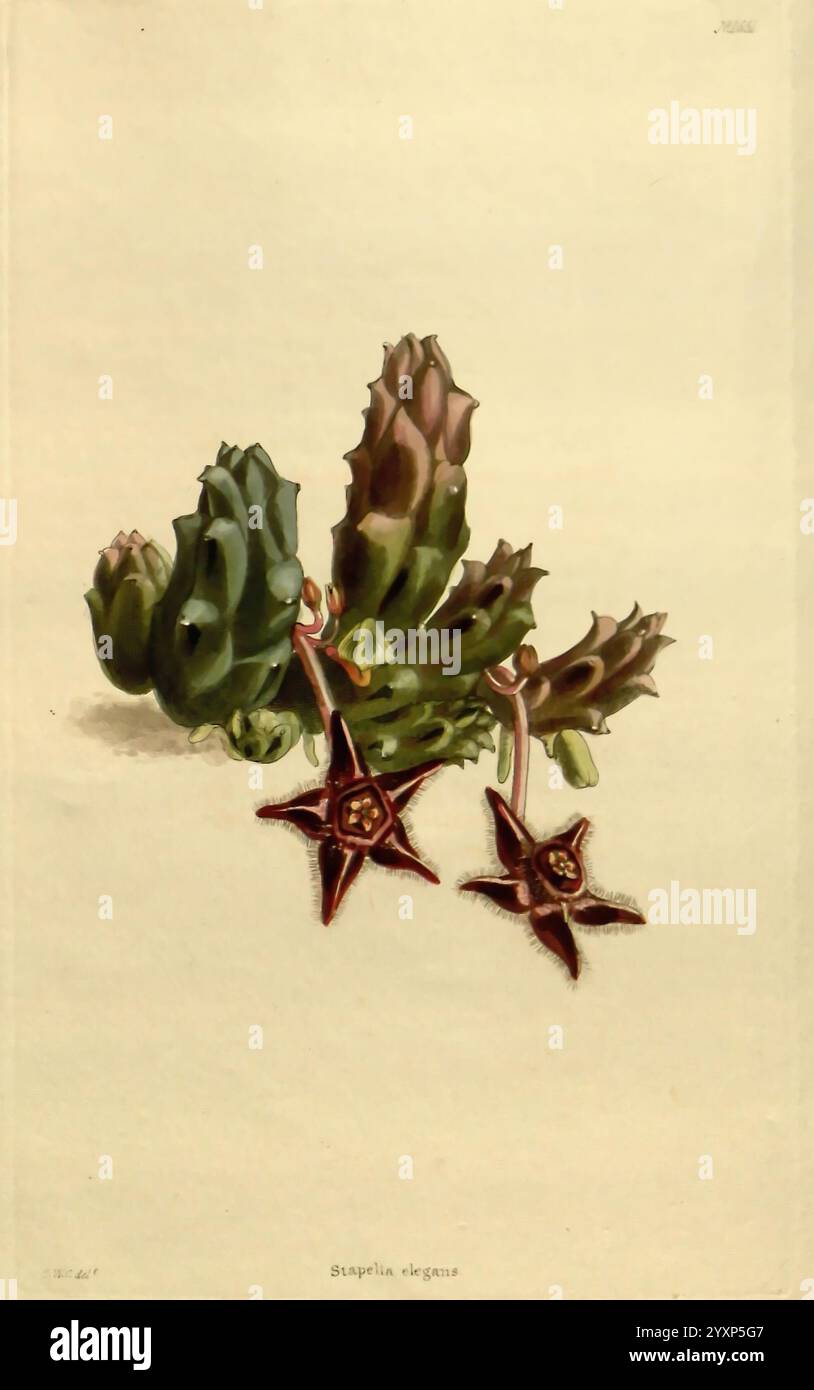 Plants unusual morphology hi-res stock photography and images - Alamy