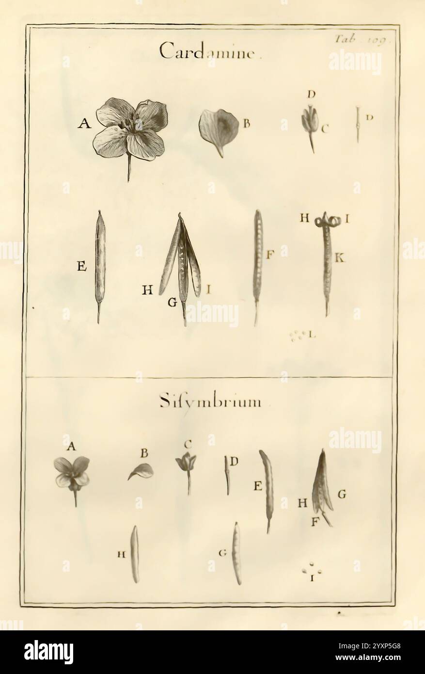 Labeled specimen displays unique hi-res stock photography and images ...