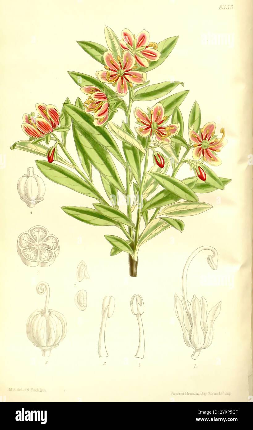 Curtis's Botanical Magazine London New York Botanical Illustration ...