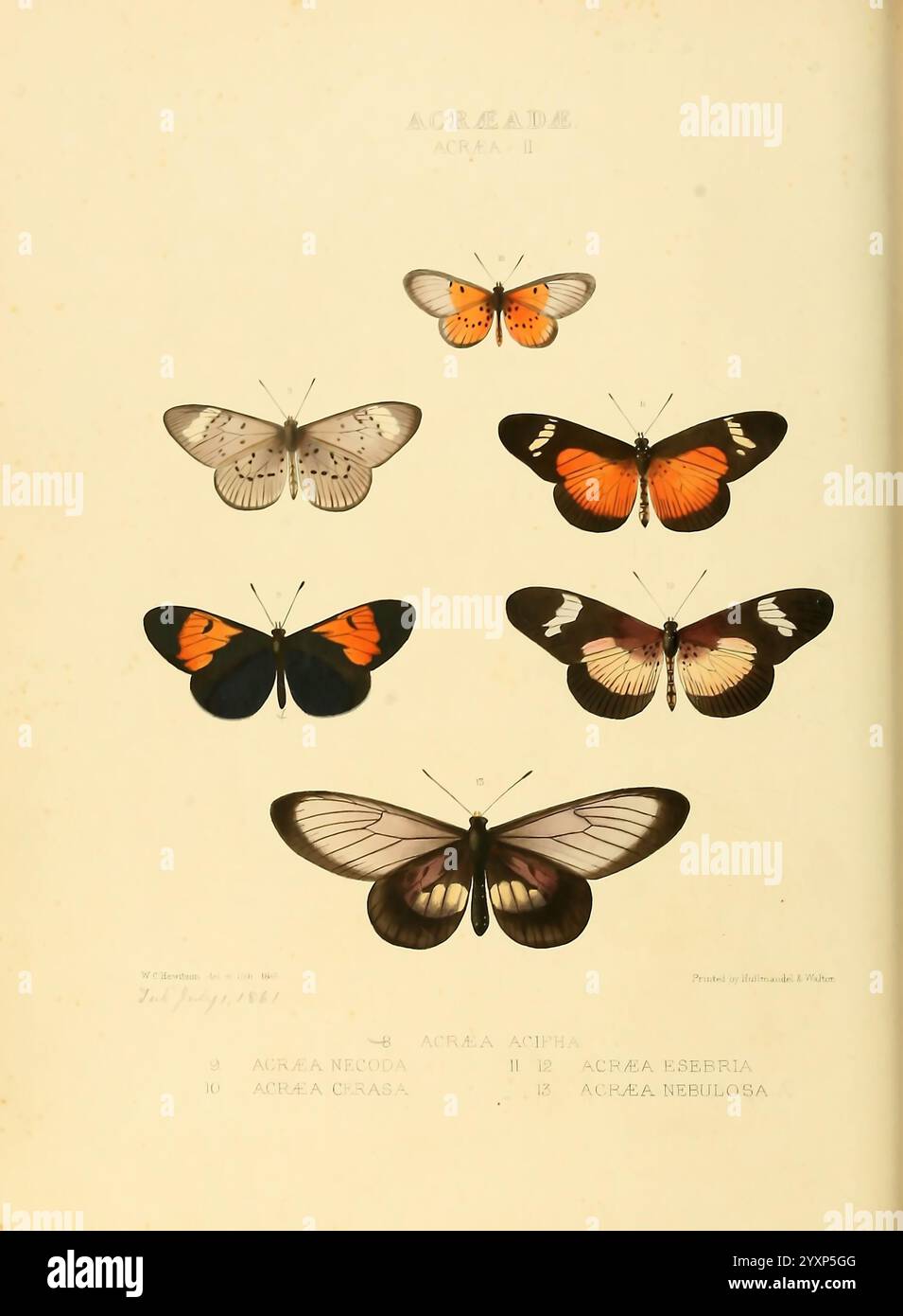 Illustrations of new species of exotic butterflies, London, John Van ...