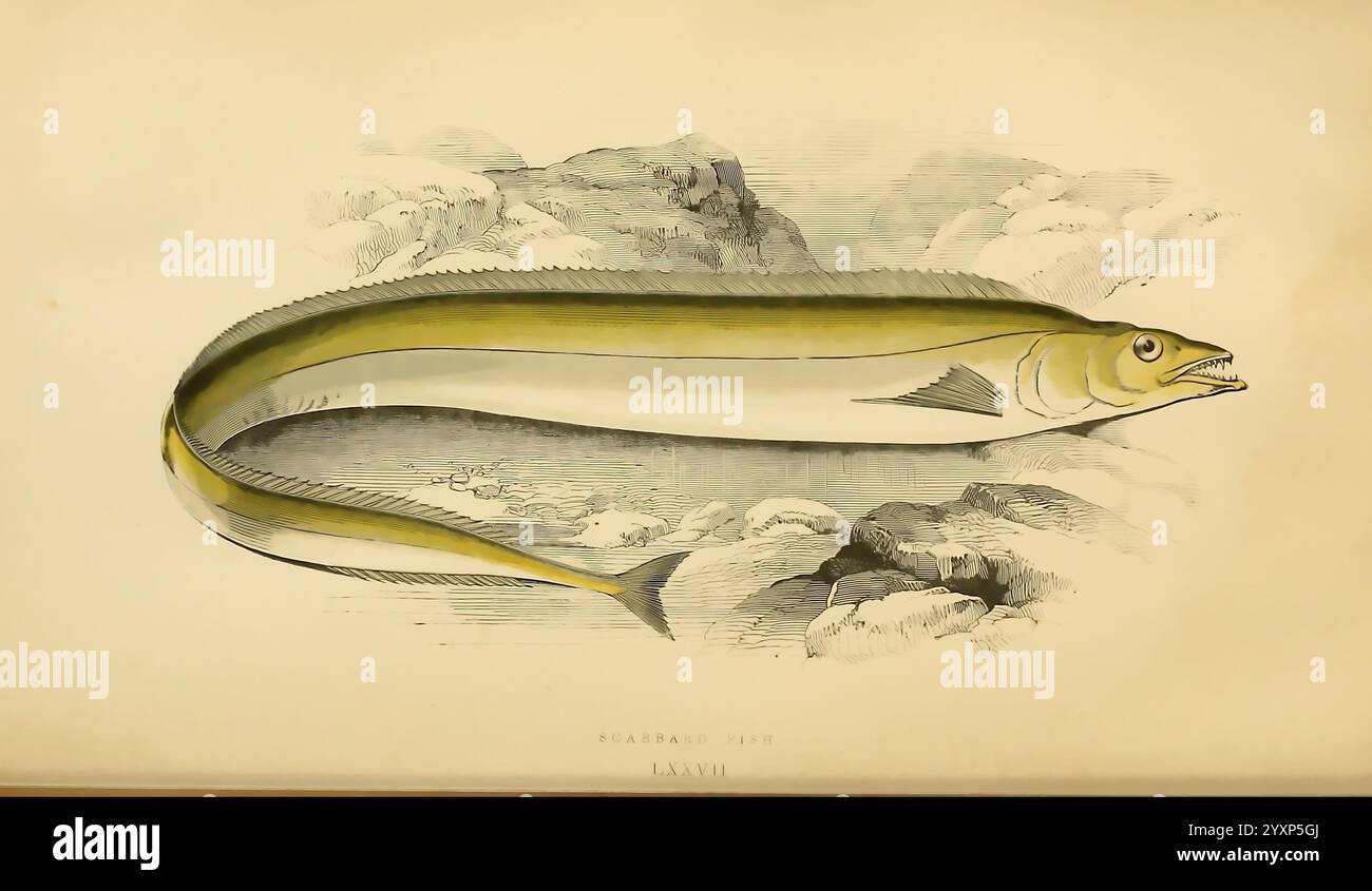 Fishs dorsal fin hi-res stock photography and images - Alamy