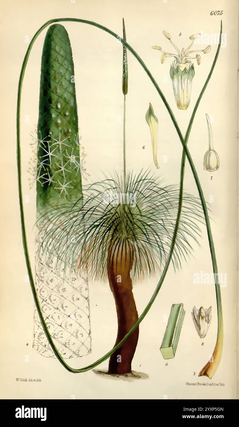 Tall cactus characterized hi-res stock photography and images - Alamy