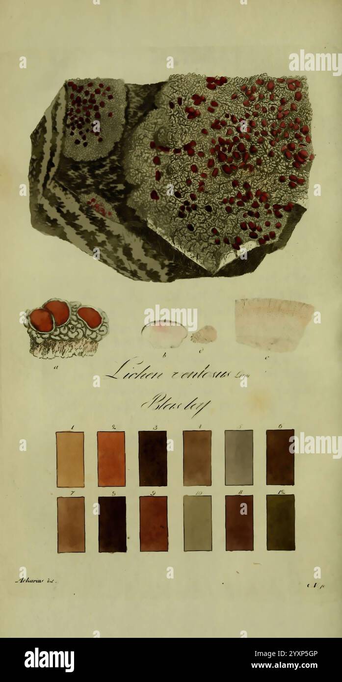 Piece blends scientific illustration hi-res stock photography and ...