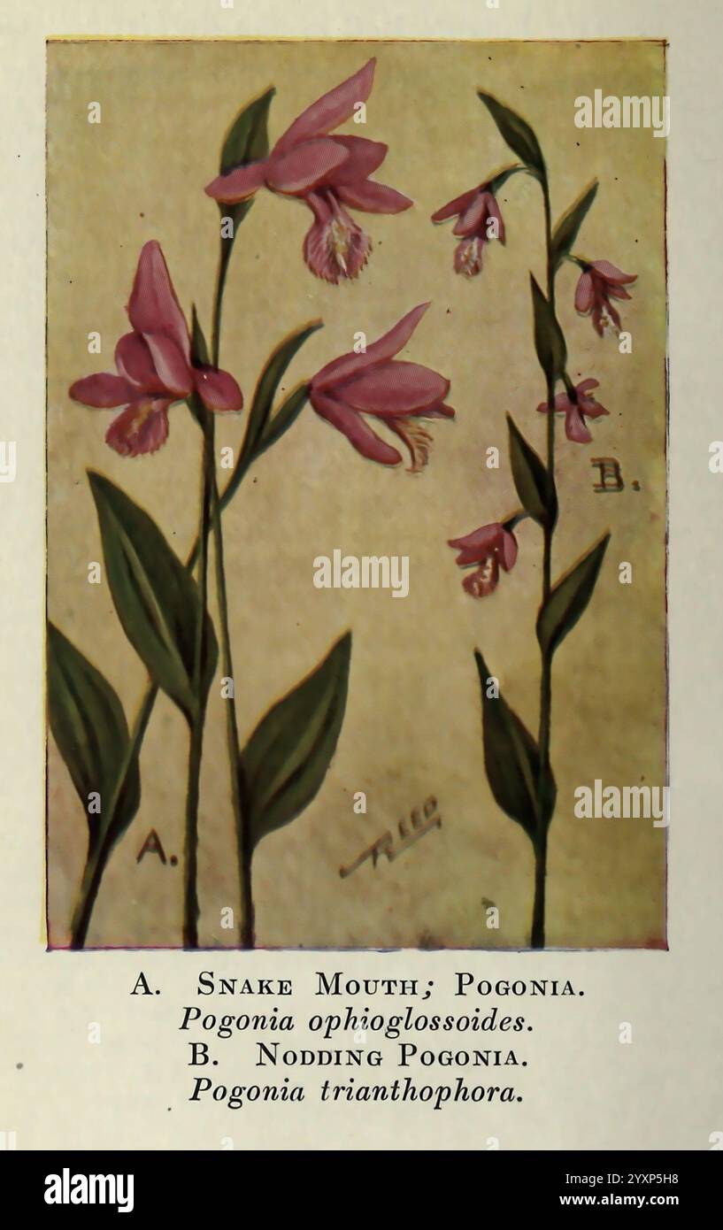 Species pogonia hi-res stock photography and images - Alamy