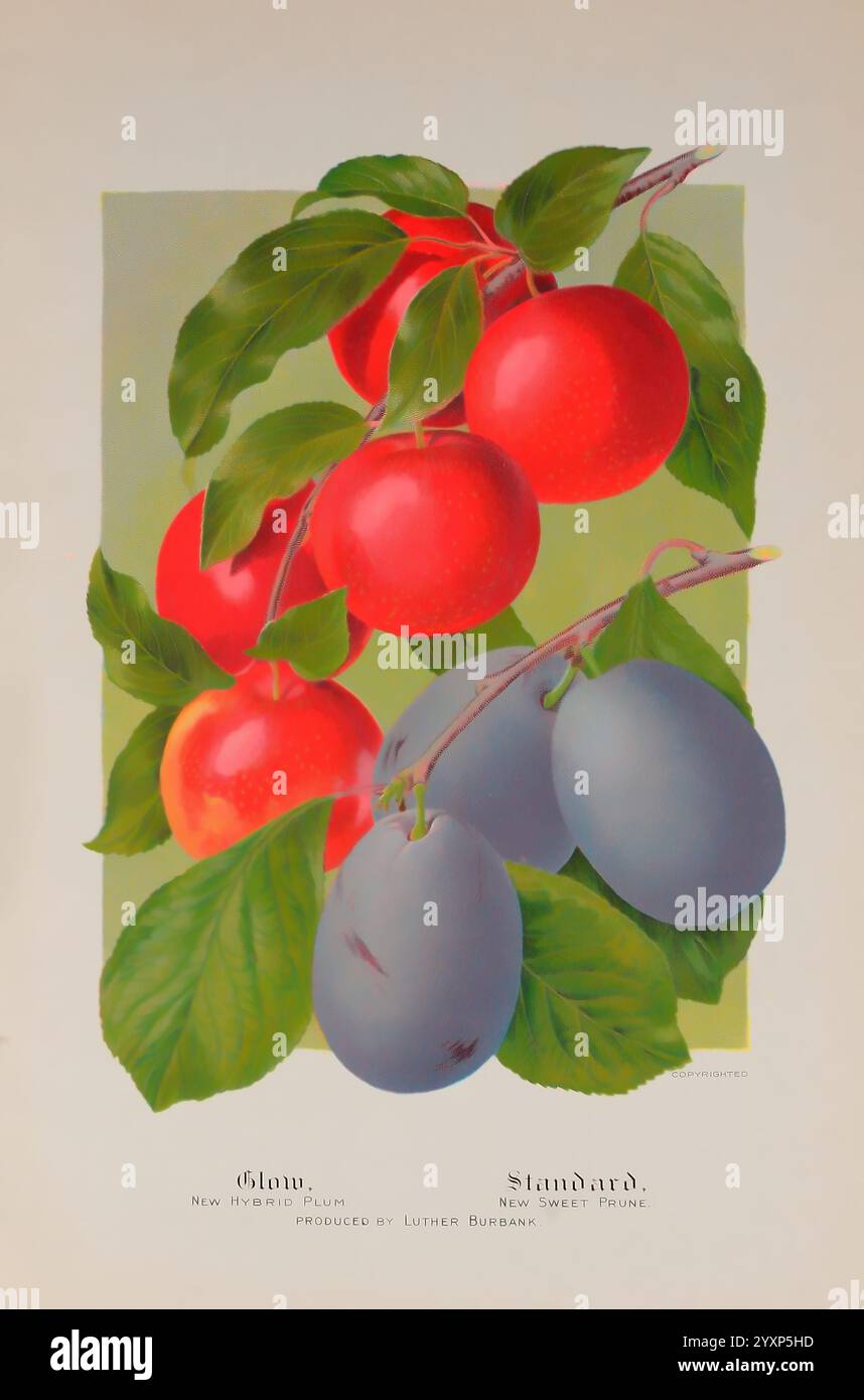 Standard new sweet prune hi-res stock photography and images - Alamy