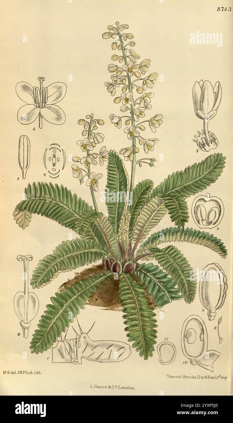 Curtis's botanical magazine, London, New York, botanical illustration ...