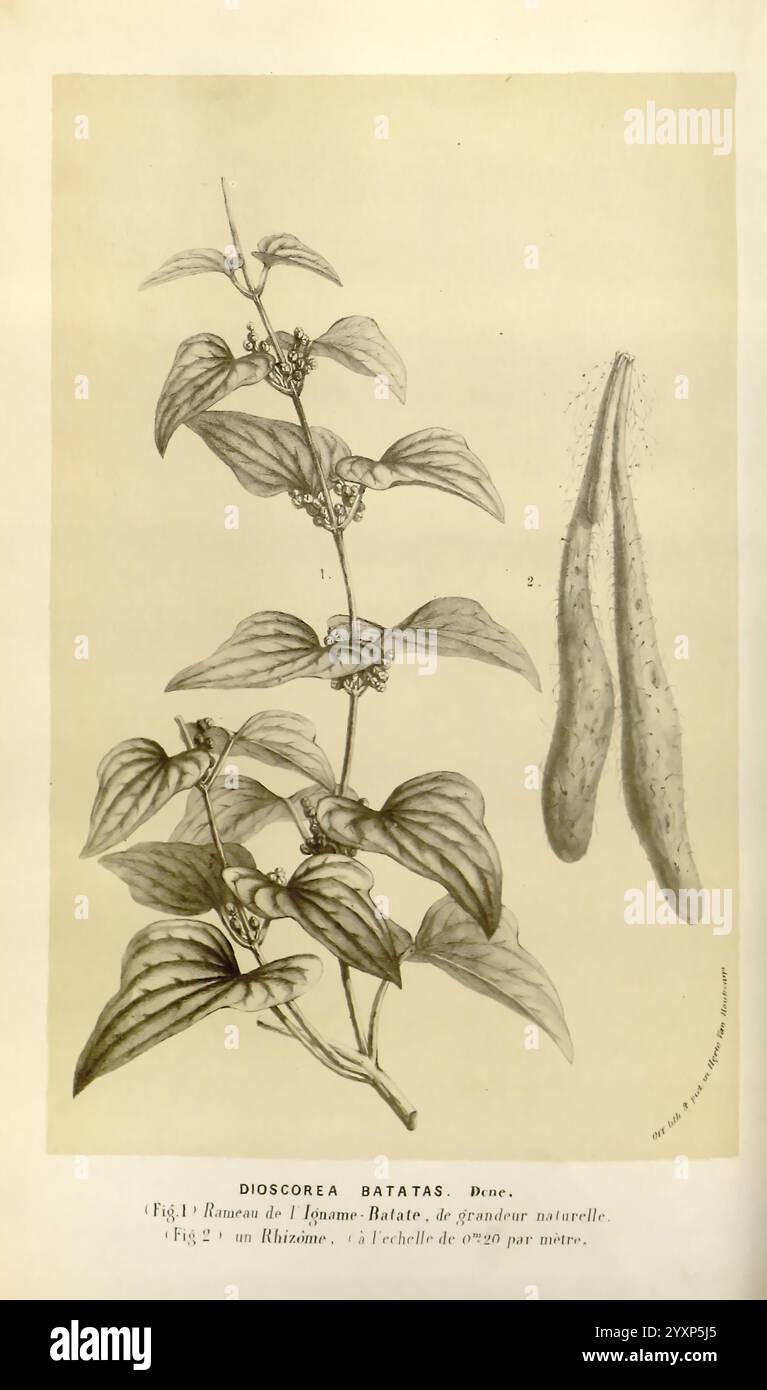 Elongated form displays hi-res stock photography and images - Alamy