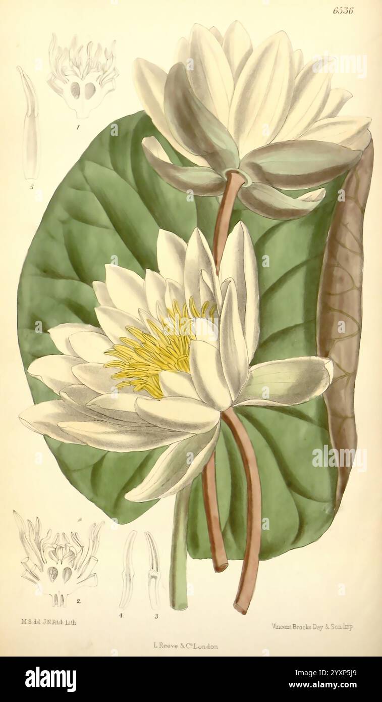 Vibrant depiction of water lilies hi-res stock photography and images ...