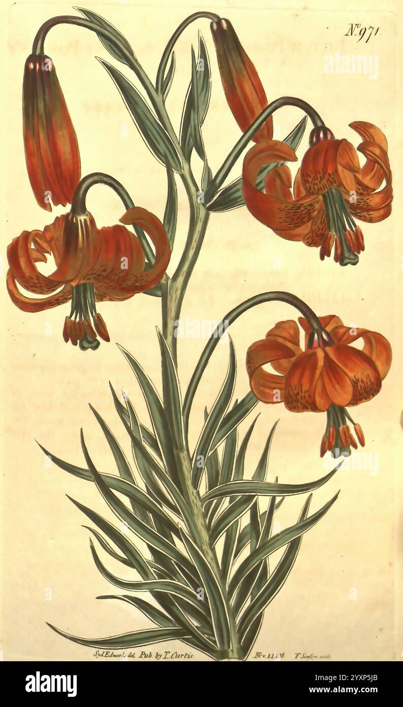 Curtis's Botanical Magazine London New York etc. botany periodicals ...