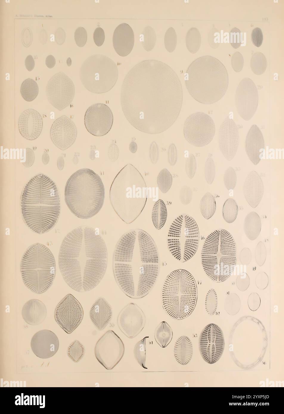 Diatom study hi-res stock photography and images - Alamy