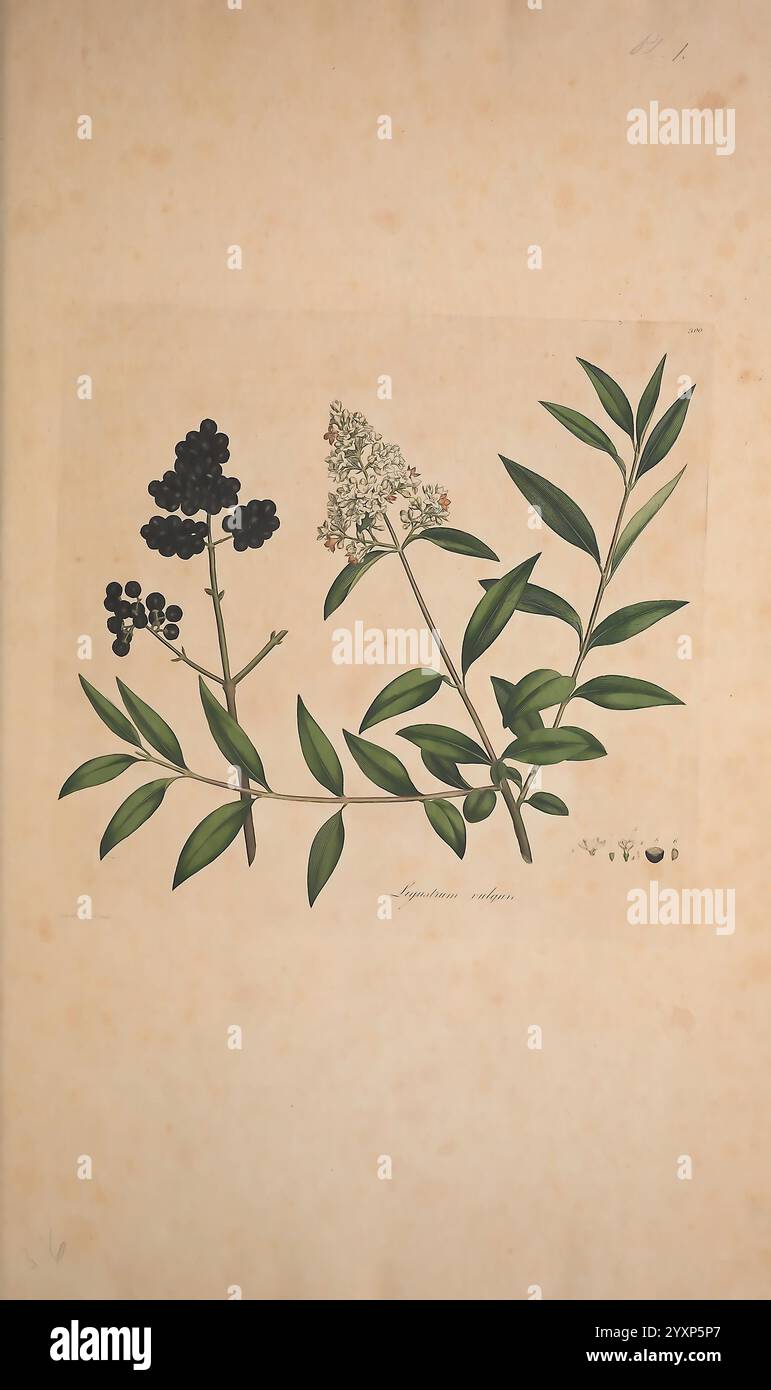 Exemplifying botanical illustration techniques hi-res stock photography ...