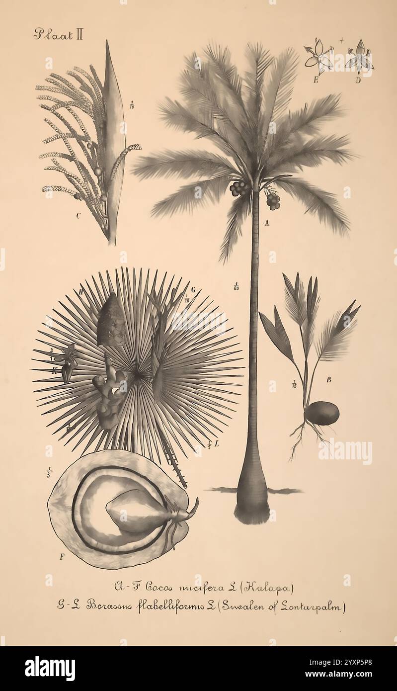 Plantenkunde voor Indië, Semarang, G. C. T. Van Dorp & Co, 1892 ...