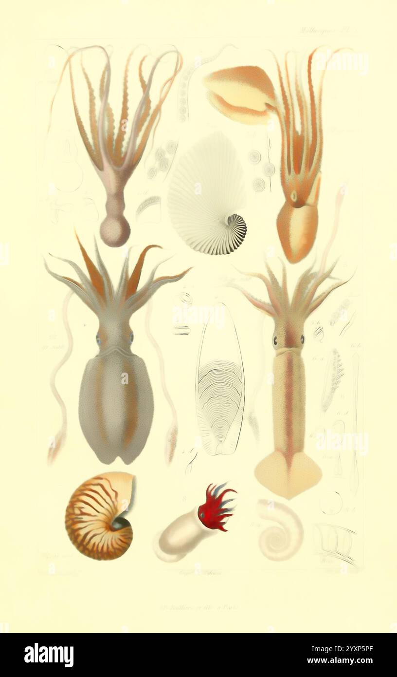 Various detailed depictions of squids hi-res stock photography and ...