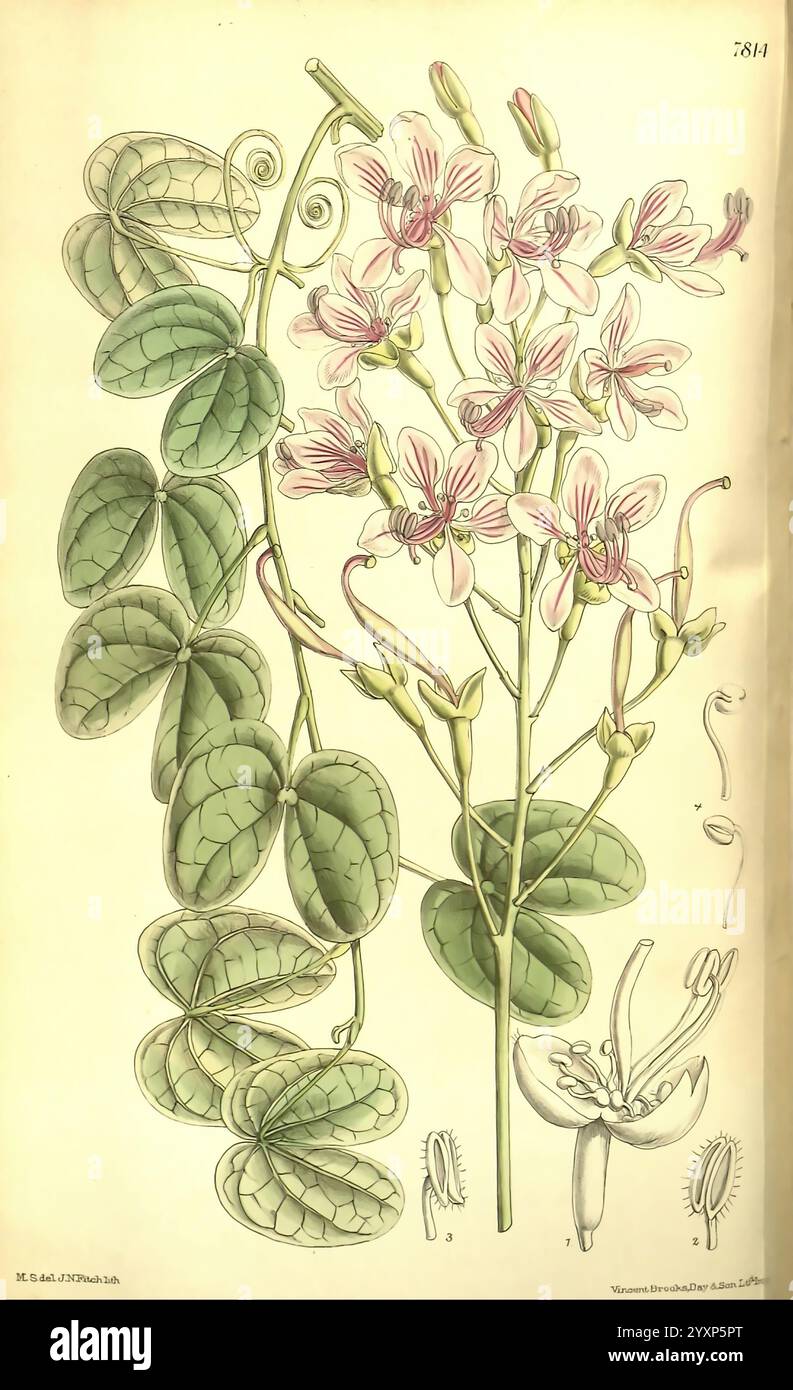 Curtis's Botanical Magazine, London, New York, botany, periodicals ...