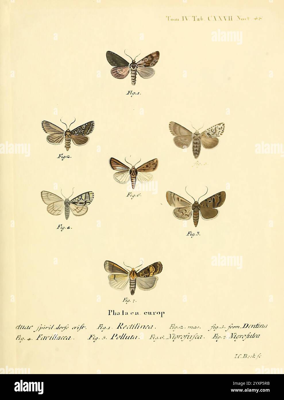 Moths exhibit intricate details hi-res stock photography and images - Alamy