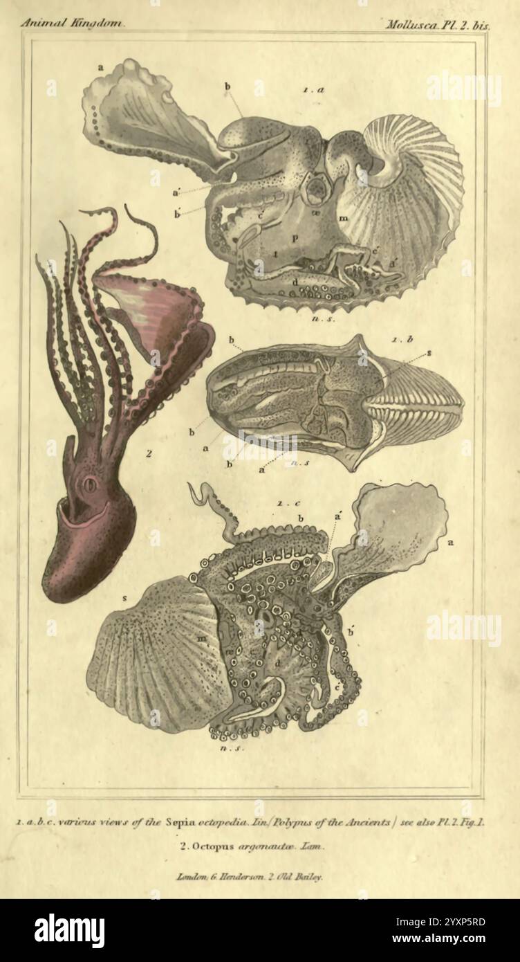 The animal kingdom, arranged according to its organization London, G ...