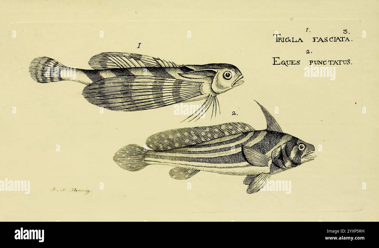 Trigla fascia hi-res stock photography and images - Alamy