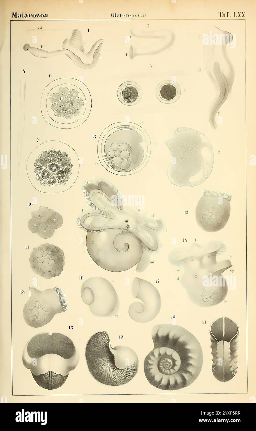 Labeled element presents unique anatomical features hi-res stock ...