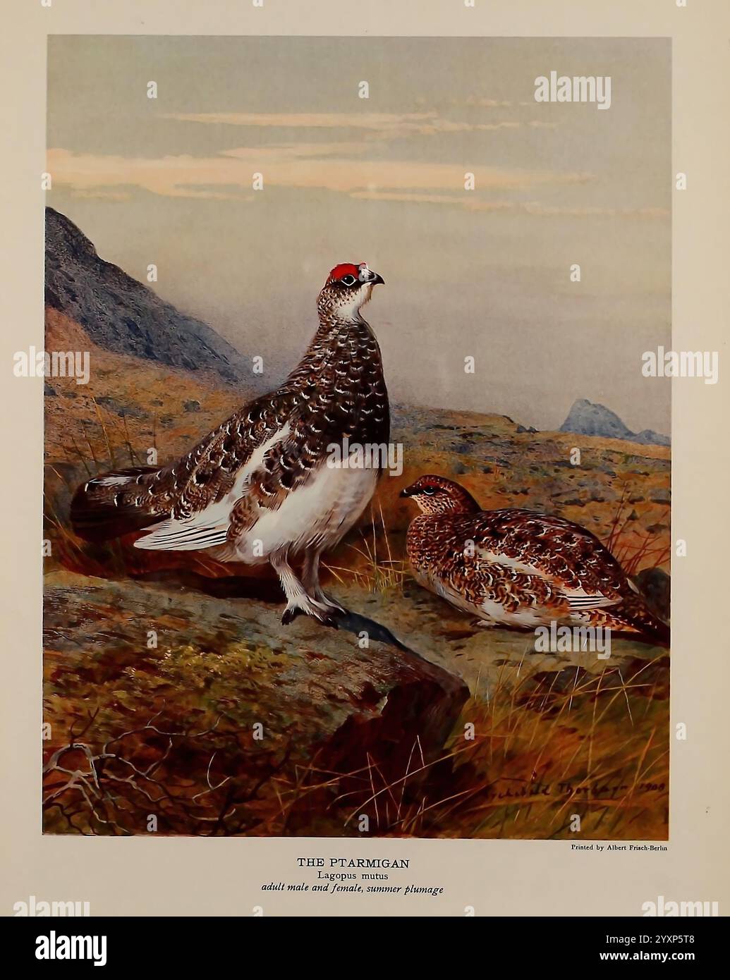 Second ptarmigan hi-res stock photography and images - Alamy
