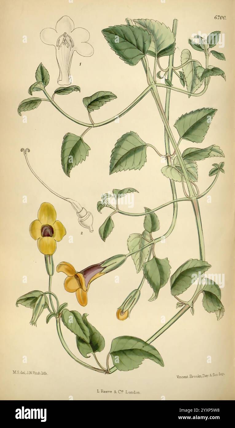 Curtis's Botanical Magazine London New York Botanical Illustration ...