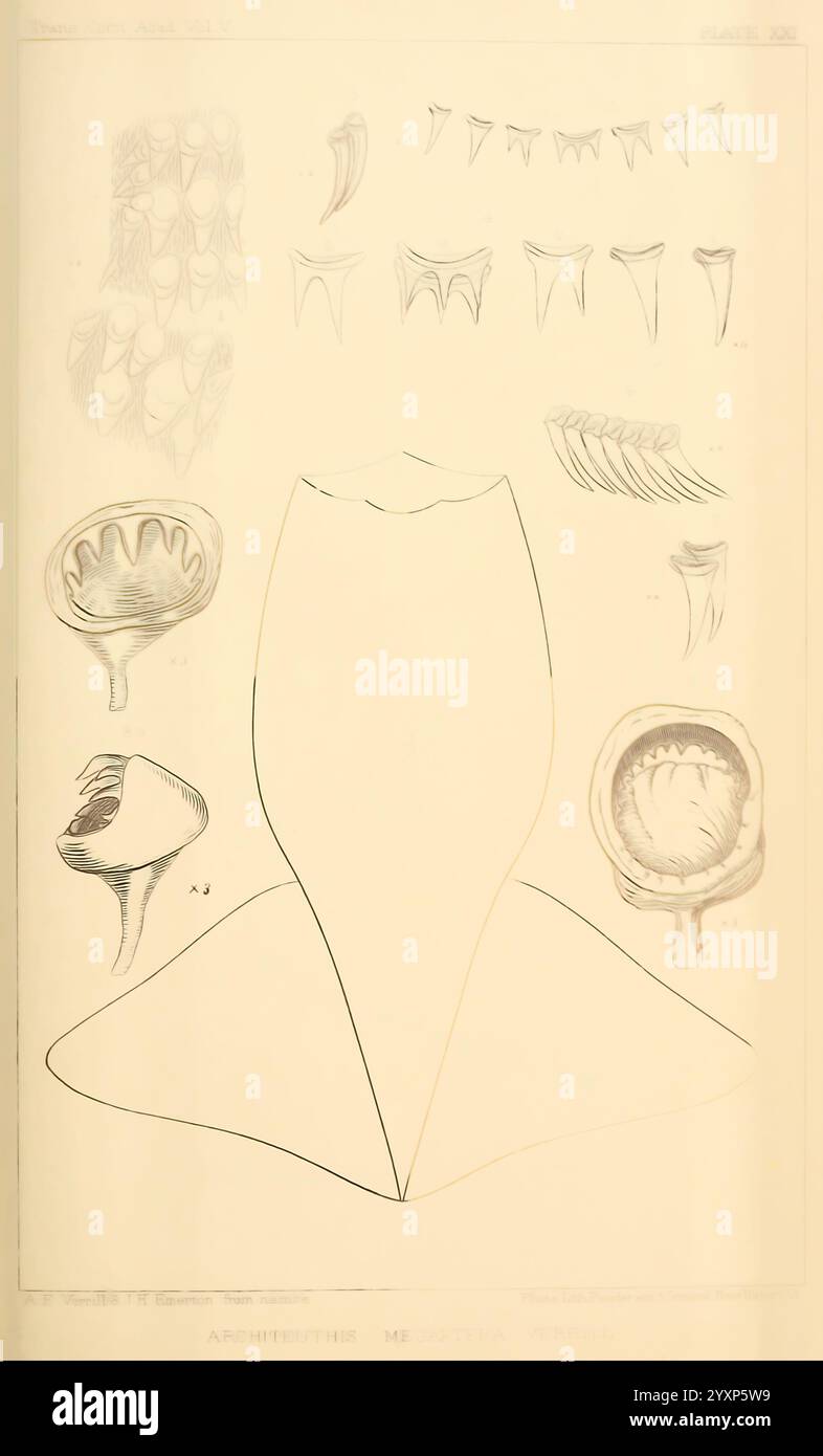 Squids morphology hi-res stock photography and images - Alamy