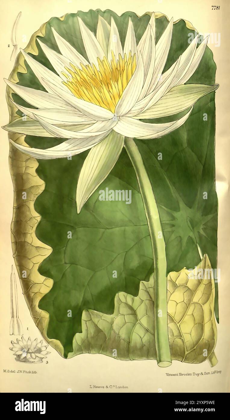 Curtis's Botanical Magazine. London, New York, botanical illustration ...