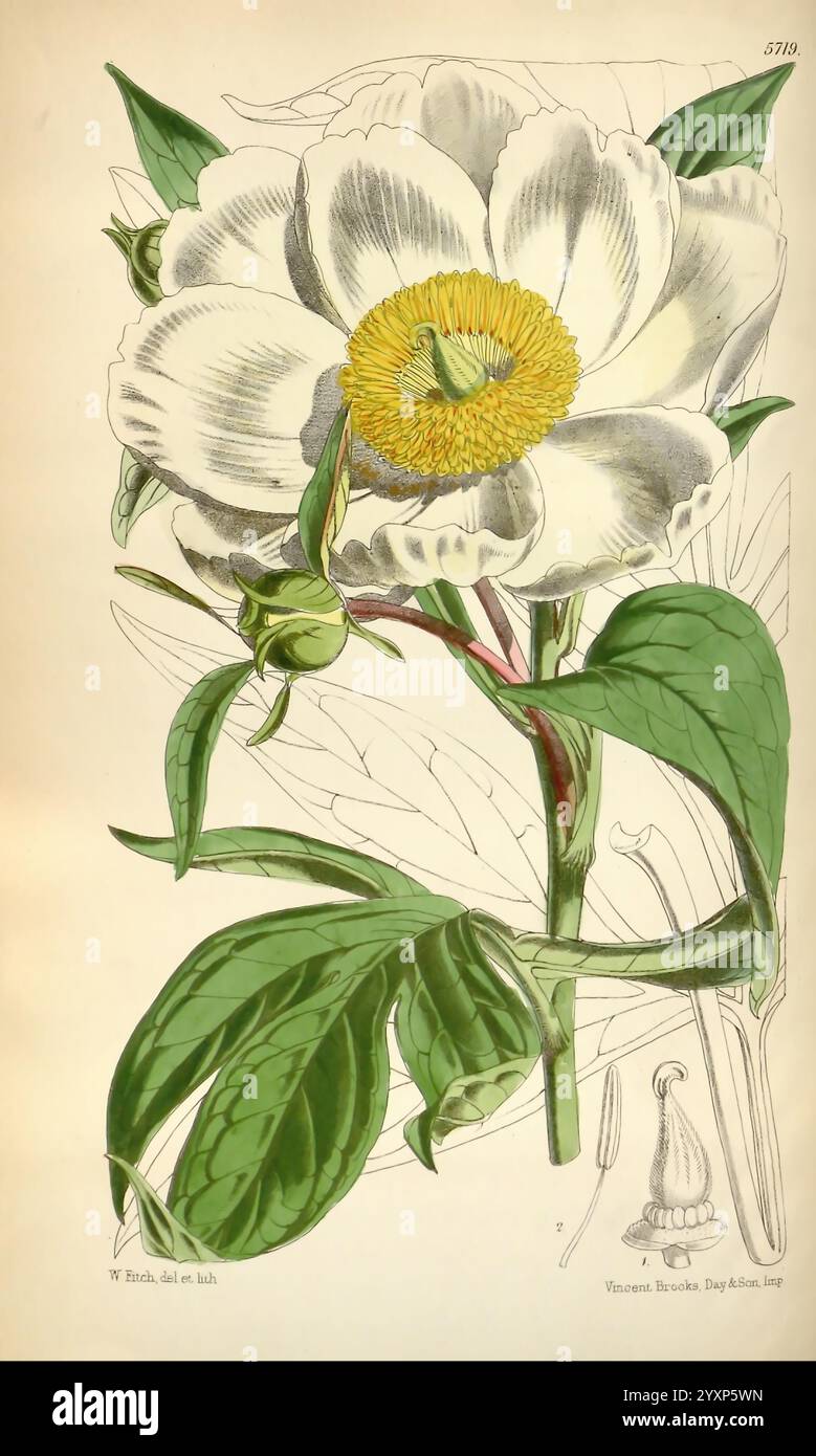 Intricate anatomy alongside botanical annotations hi-res stock ...