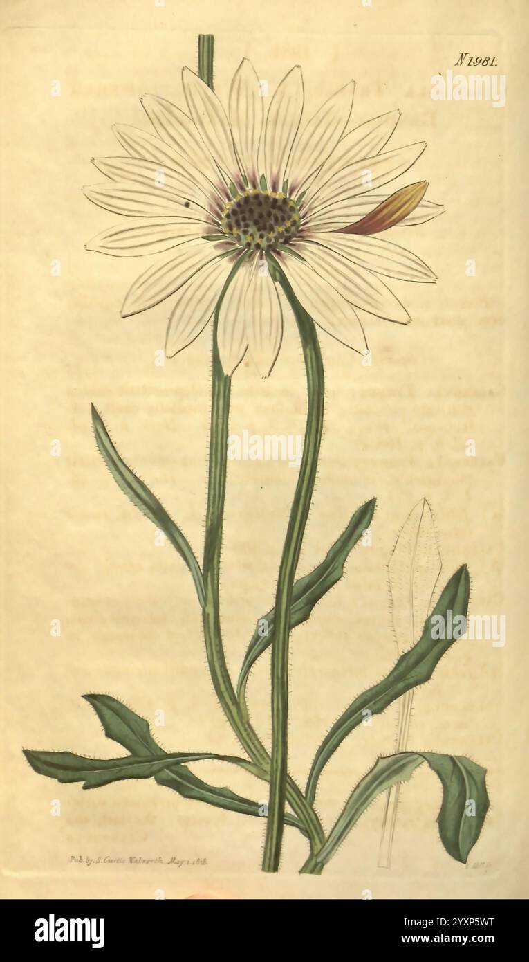 Lance shaped leaves extends hi-res stock photography and images - Alamy